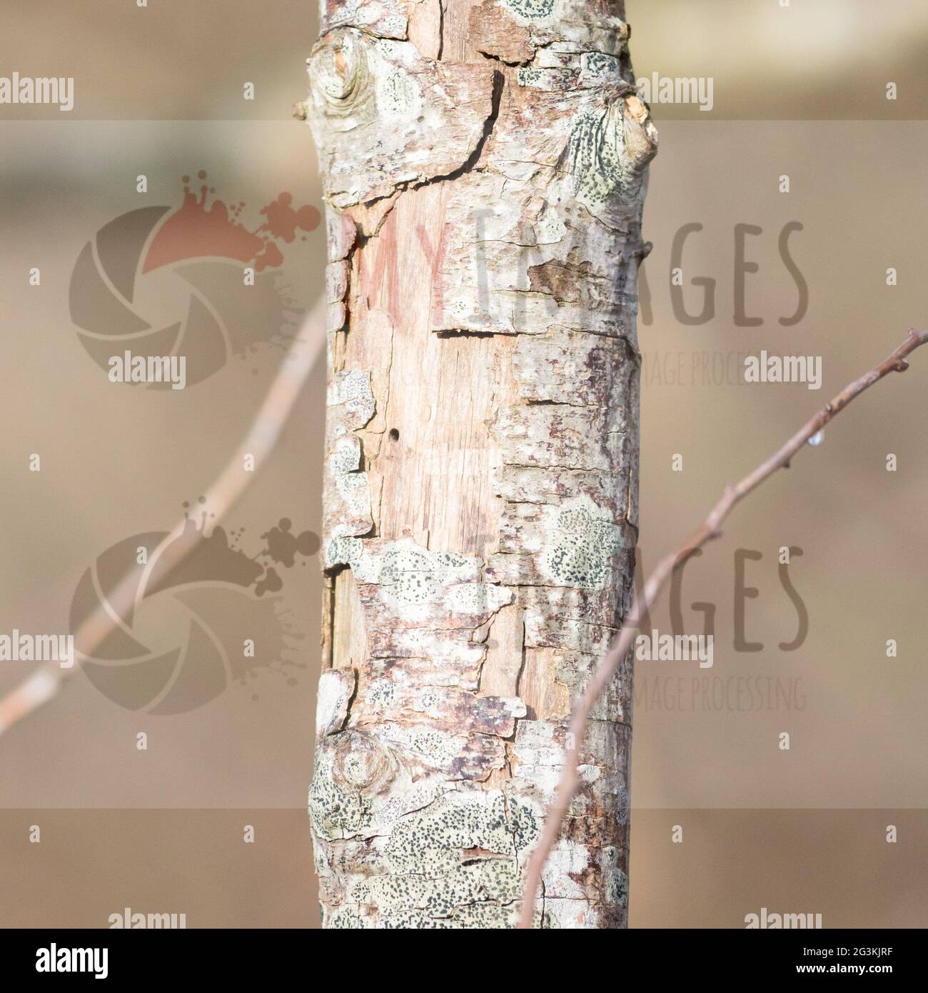 Dying tree in nature Stock Photo - Alamy