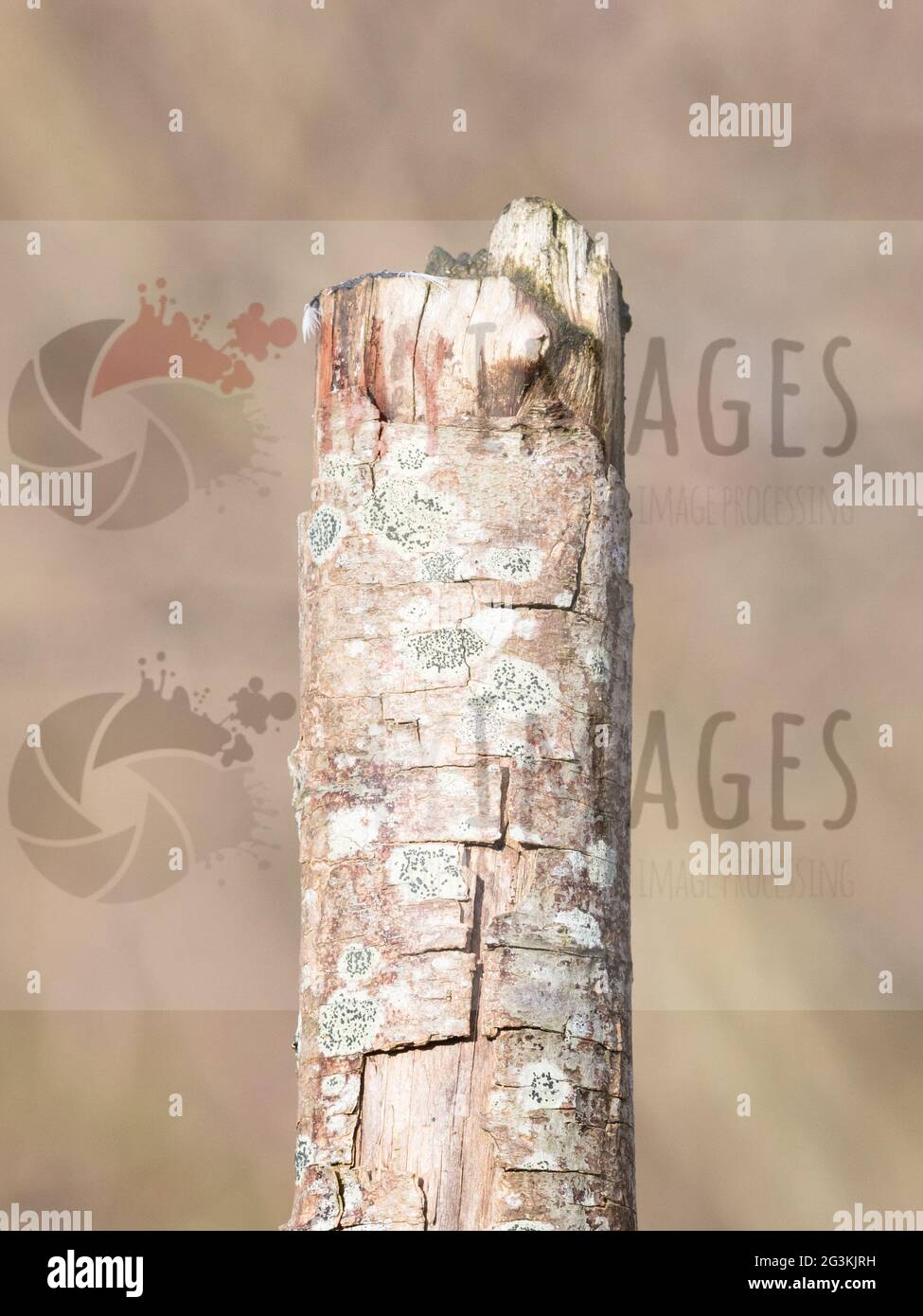 Dying tree in nature Stock Photo - Alamy