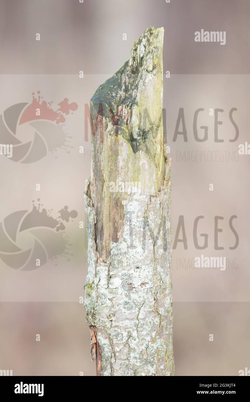 Dying tree in nature Stock Photo - Alamy