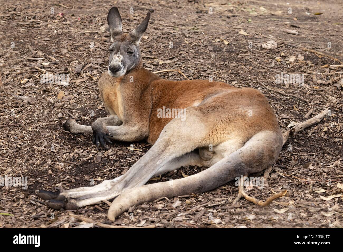 Red kangaroo macropus rufus resting hi-res stock photography and images ...