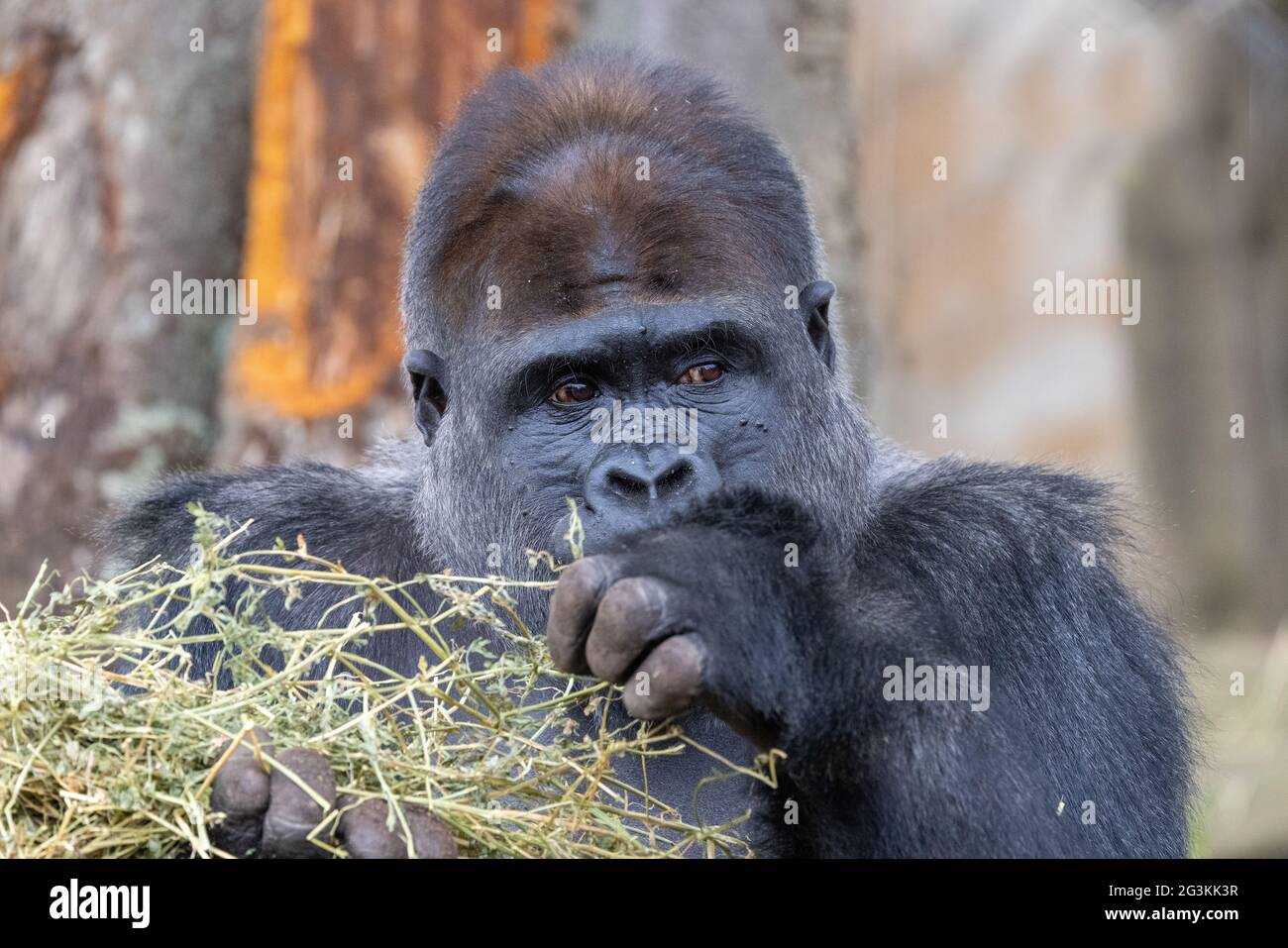 Captive Western Lowland Gorilla Silverback in an Australian Zoo Stock ...