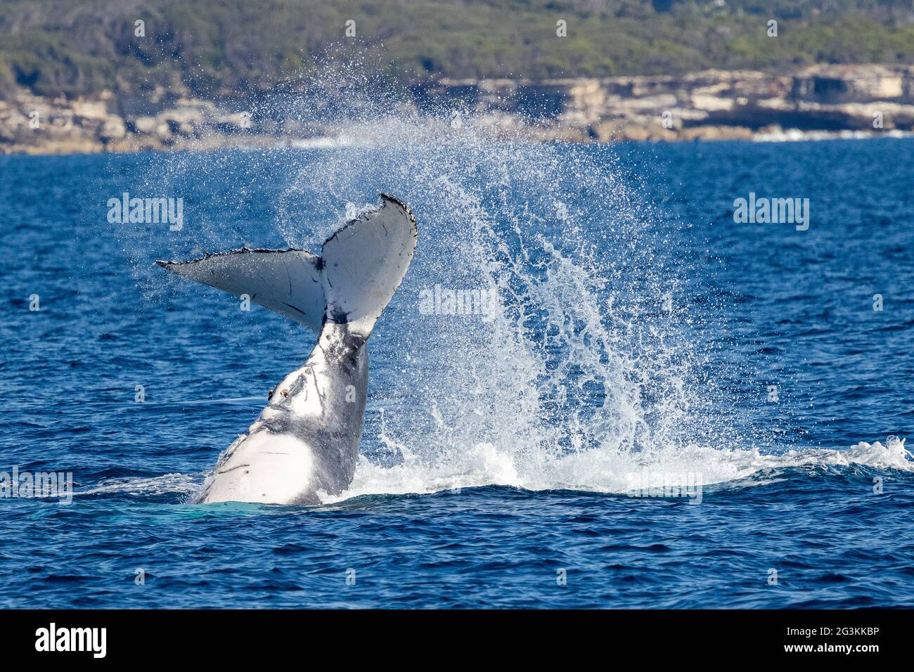 Slapping on hi-res stock photography and images - Alamy
