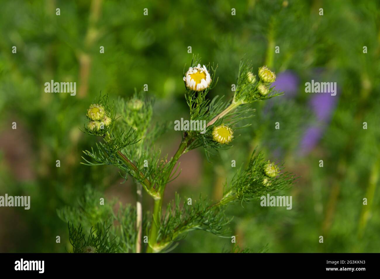 Mayweed oil hi-res stock photography and images - Alamy