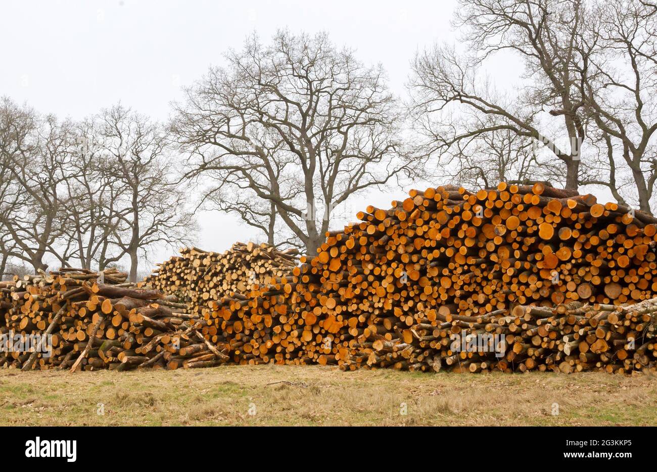 Stacked timber in a dutch forrest Stock Photo - Alamy