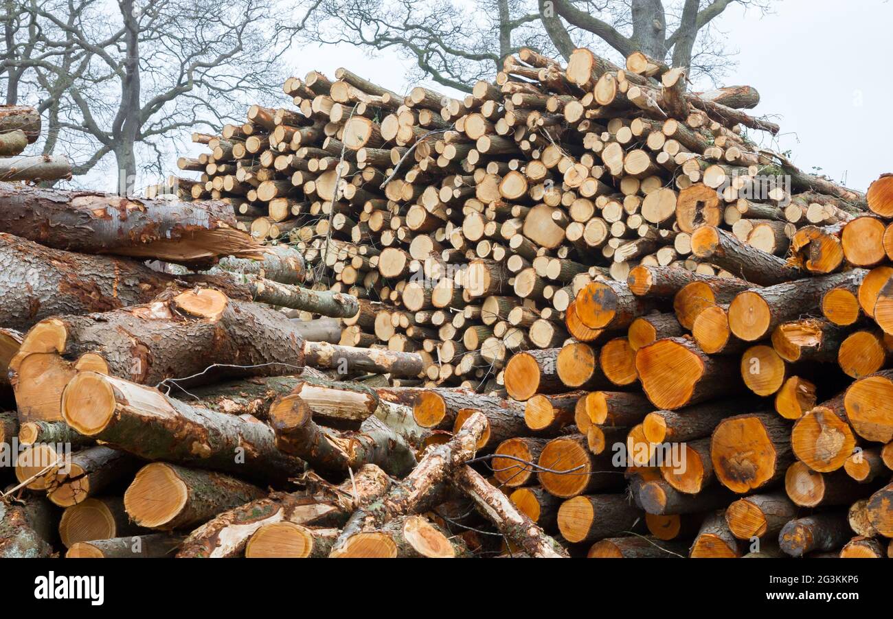 Stacked timber in a dutch forrest Stock Photo - Alamy