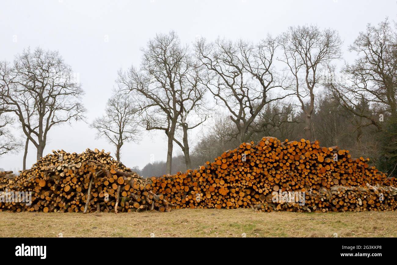 Stacked timber in a dutch forrest Stock Photo - Alamy
