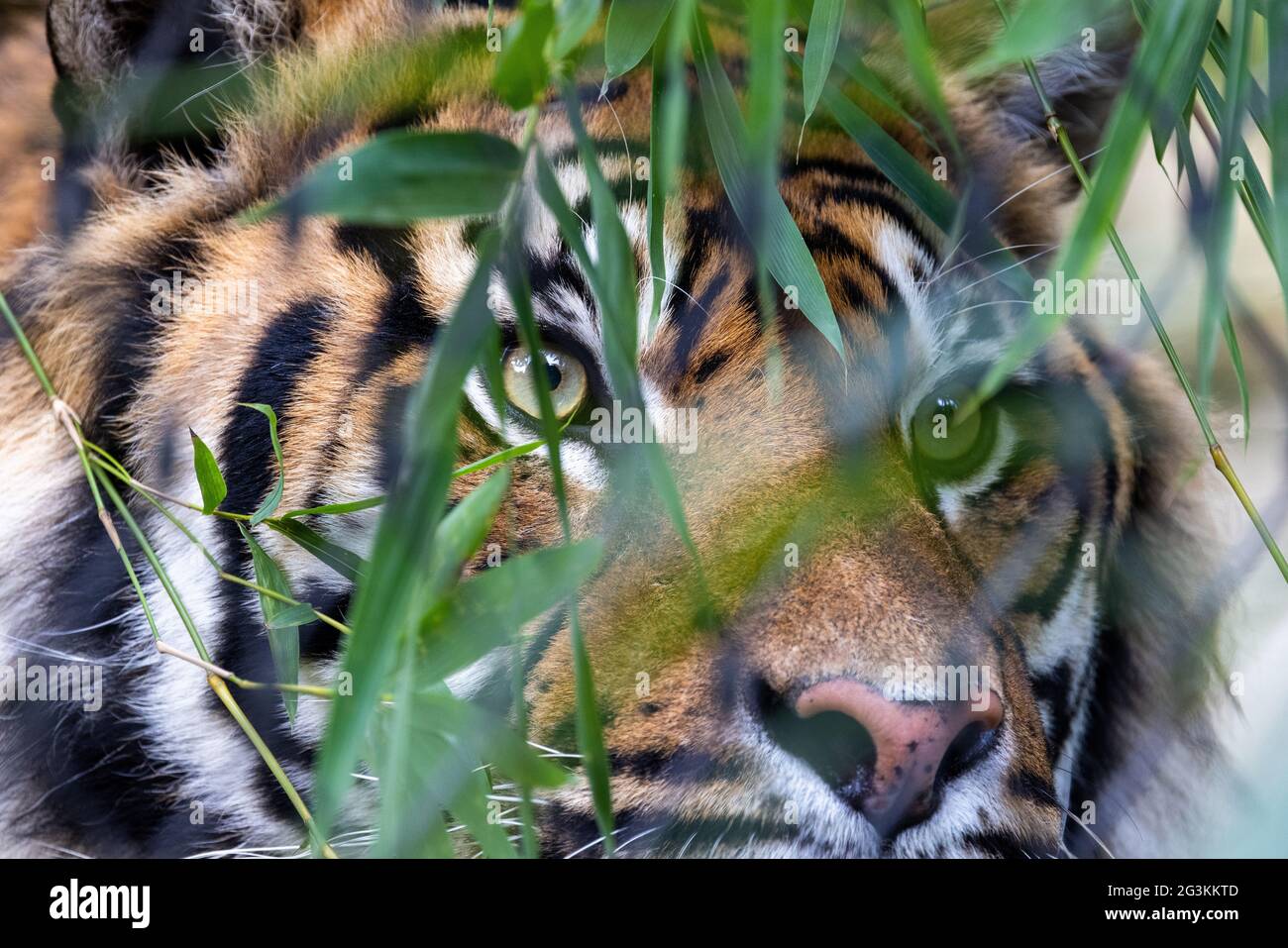 Critically endangered Sumatran Tiger in an Australian Zoo Stock Photo ...