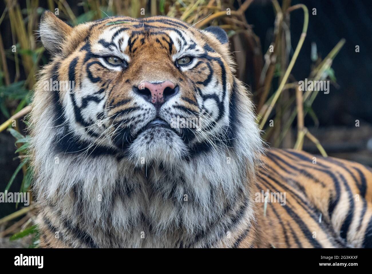 Critically endangered Sumatran Tiger in an Australian Zoo Stock Photo ...