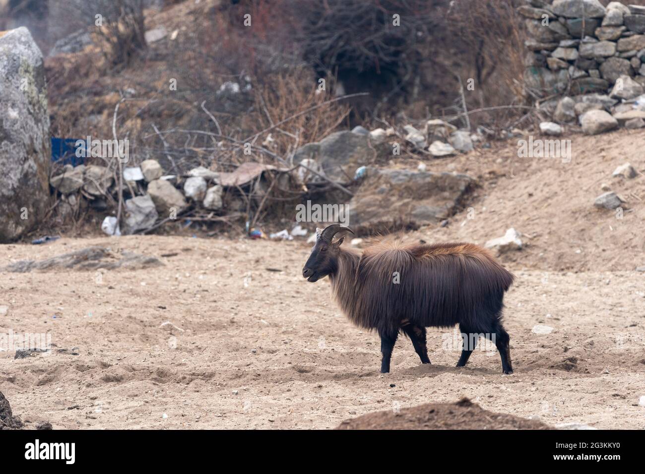Himalayan Tahr digging in the soil for salt in the Himalayan Mountains ...