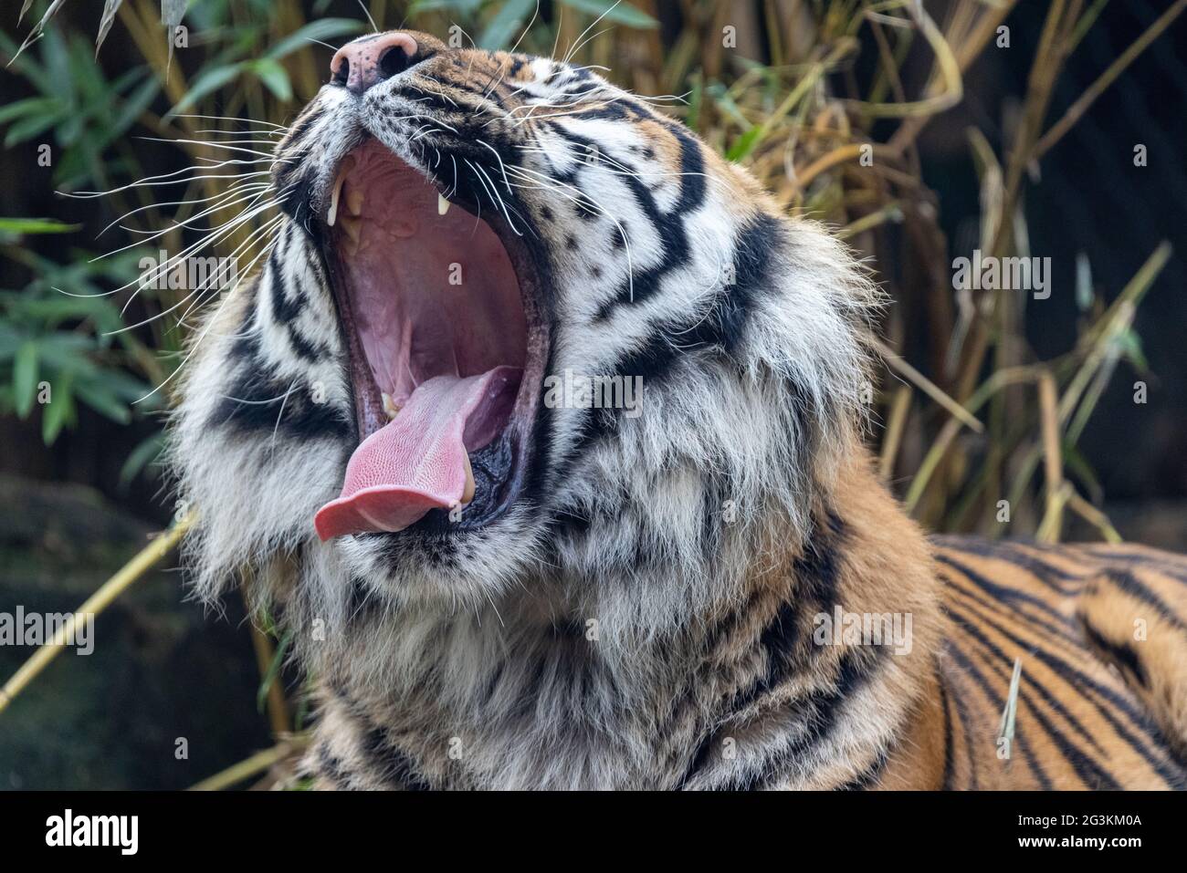 Critically endangered Sumatran Tiger in an Australian Zoo Stock Photo ...