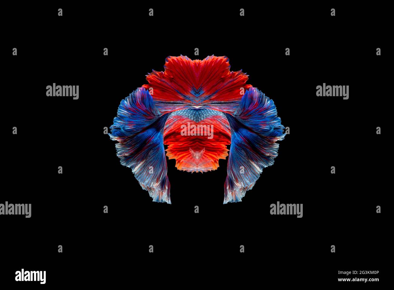 Abstract art of siamese fighting fish or betta fish tails symmetry form ...