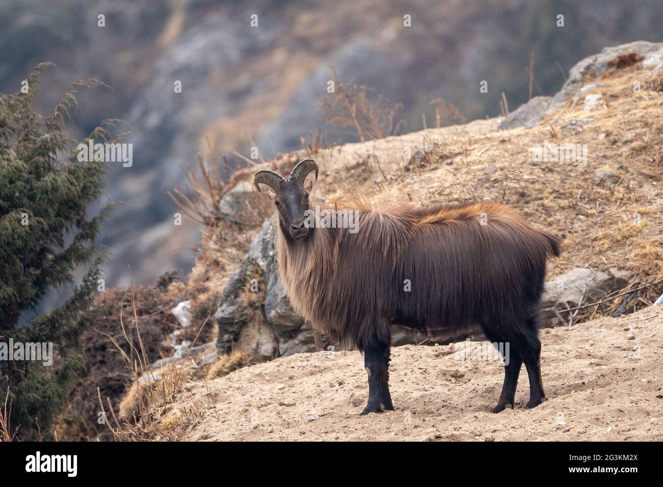 Himalayan tahr standing on a cliff in the Himalayan Mountains Stock ...