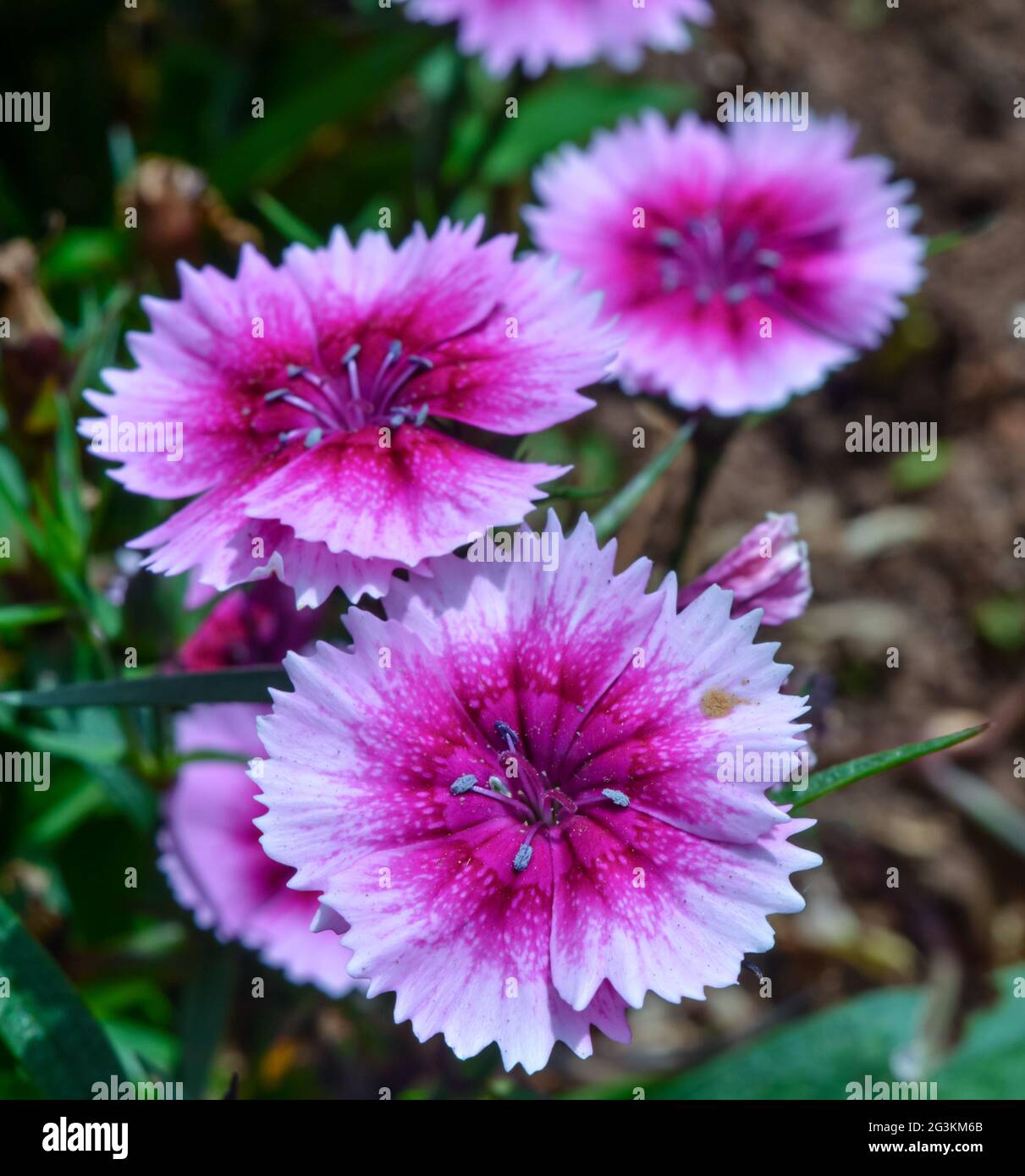 Japanese carnation hi-res stock photography and images - Alamy