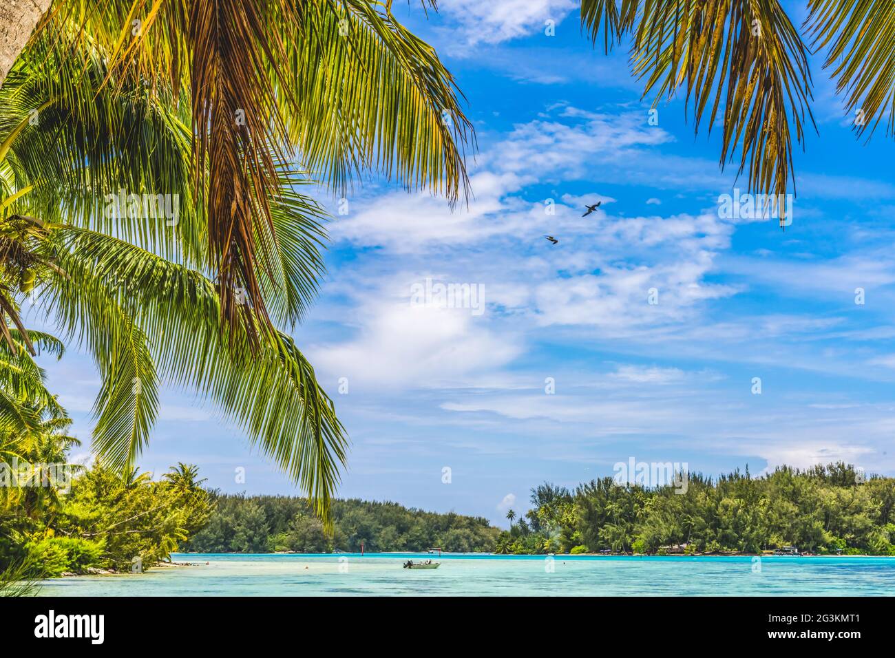 Colorful Point Hauru Beach Palm Trees Boats Birds Blue Water Moorea ...