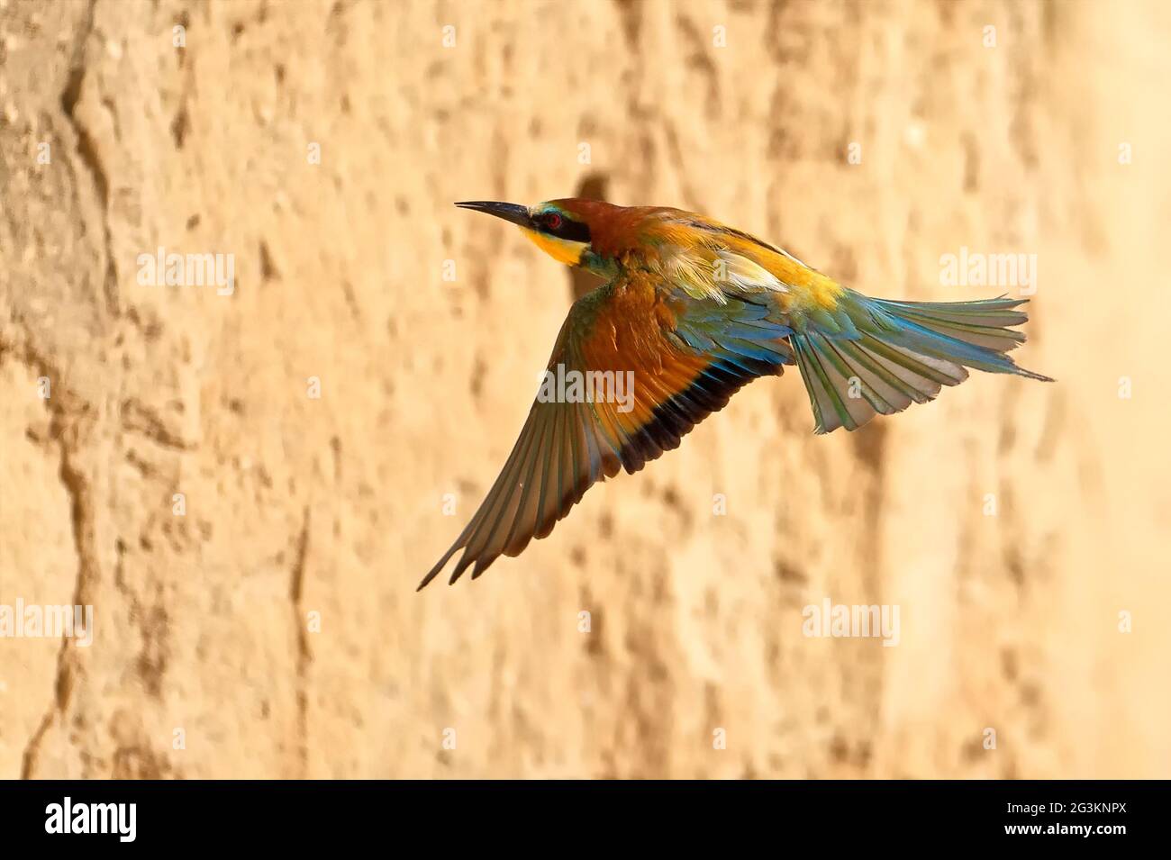 Nestha hle hi-res stock photography and images - Alamy