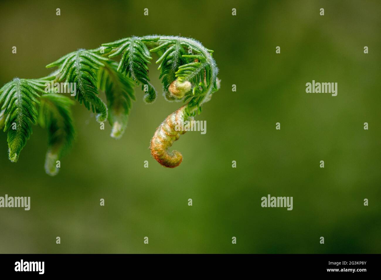 A beautiful composition of a fern leaf in Bhutan Stock Photo - Alamy