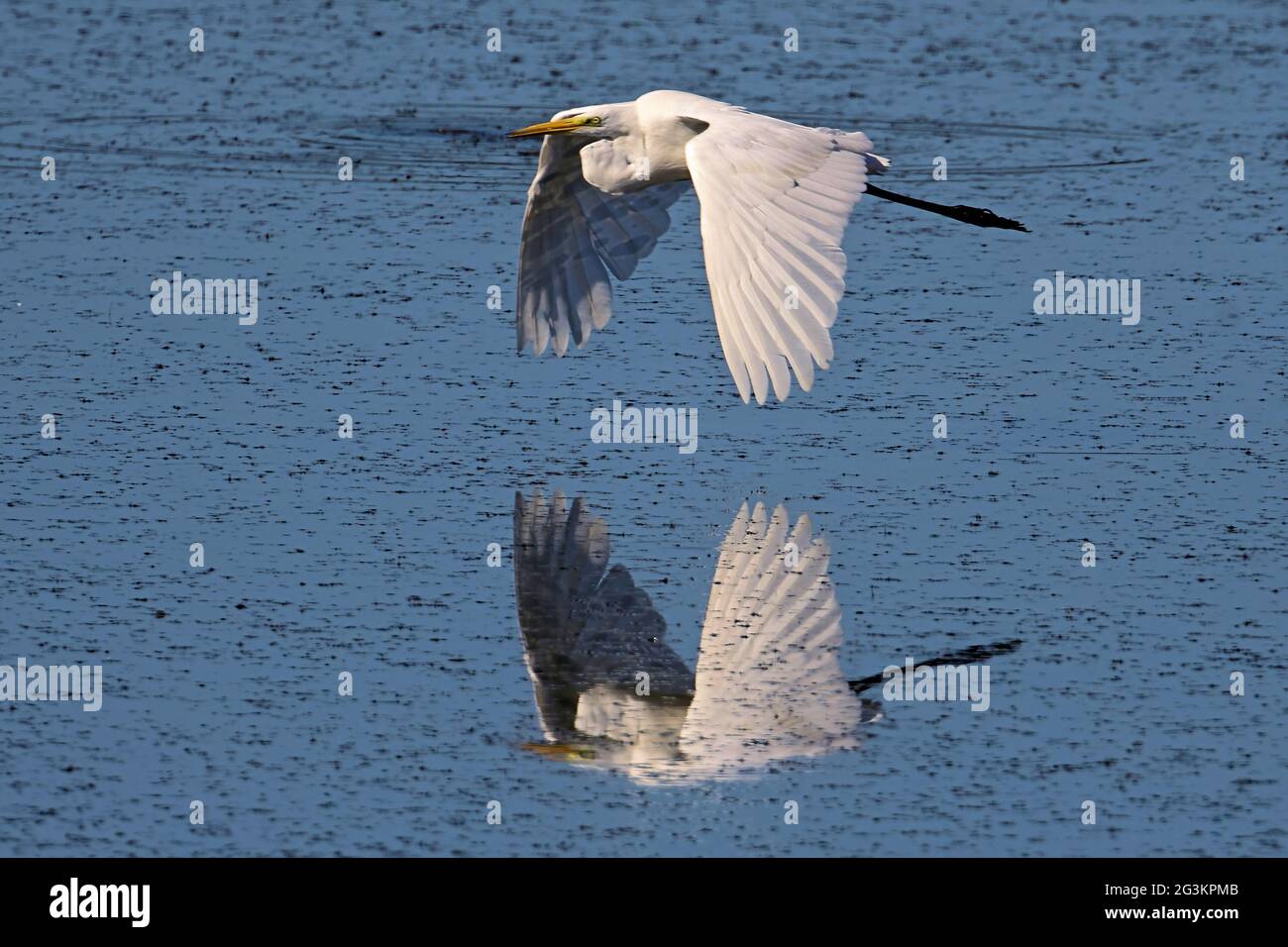 Flying common egret hi-res stock photography and images - Alamy