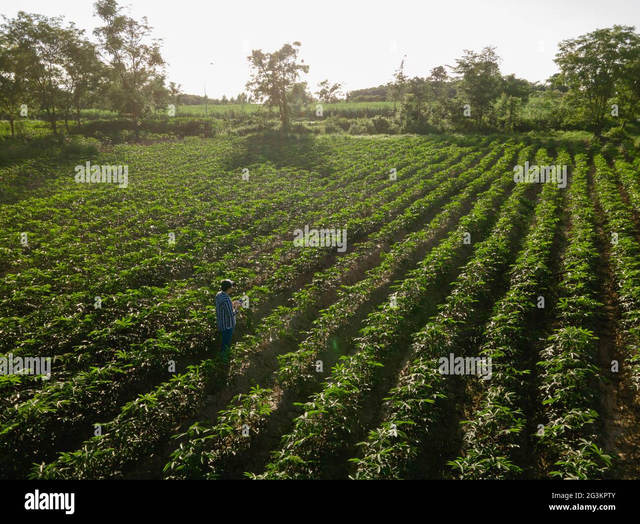 Top View Of Farmer In Row Of Cassava Tree In Field Growing Cassava Young Shoots Growing The