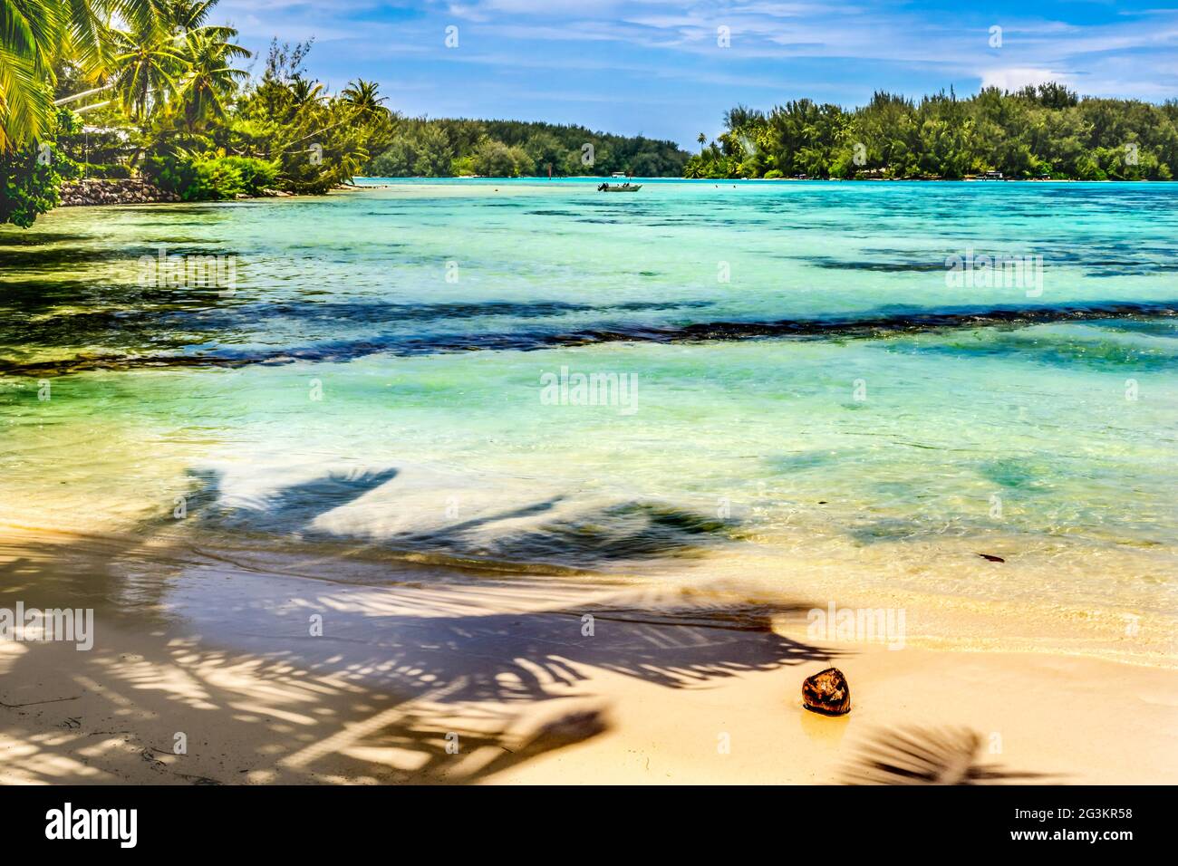 Colorful Hauru Point Beach Palm Trees Islands Coconut Blue Water Moorea ...