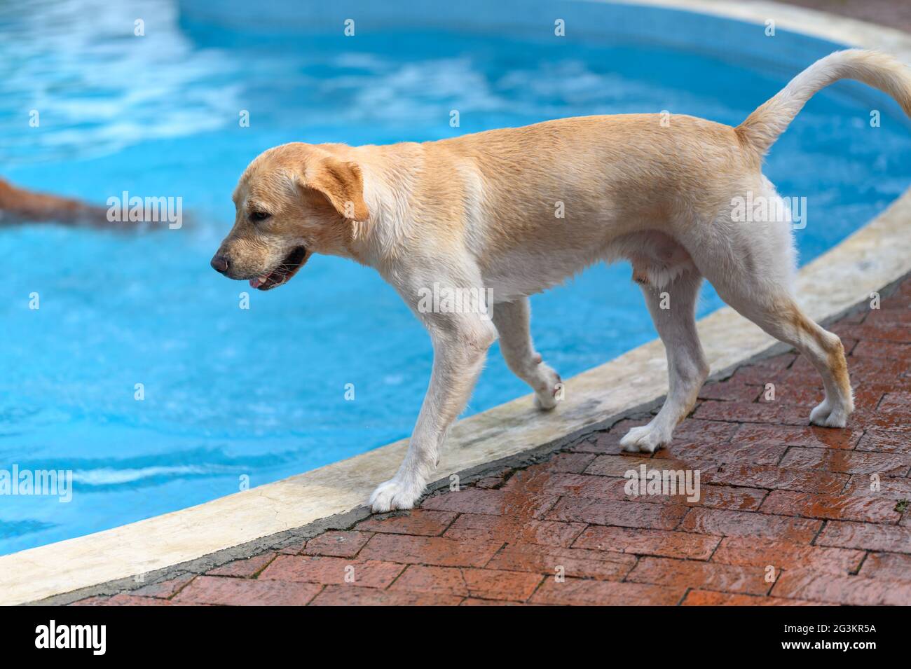 Labrador retriever walking by the pool Stock Photo - Alamy