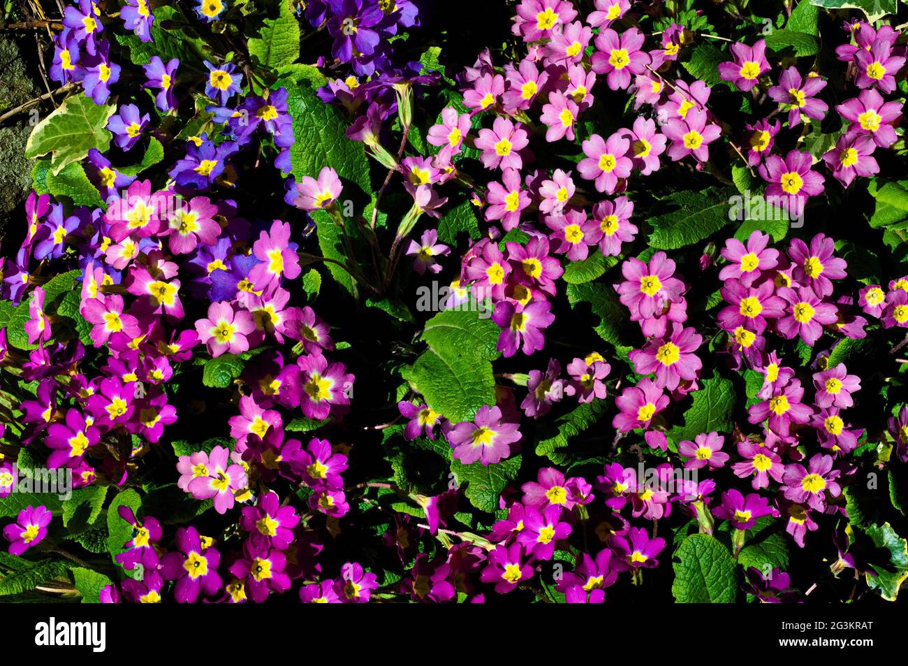 Mass of Primroses Stock Photo - Alamy