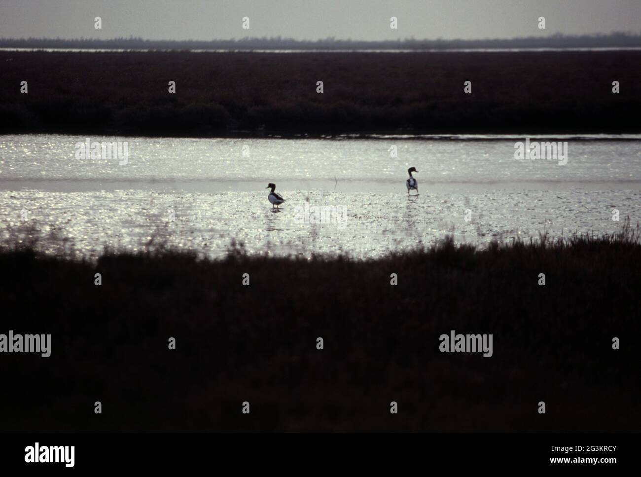 Axios Delta national park Stock Photo - Alamy