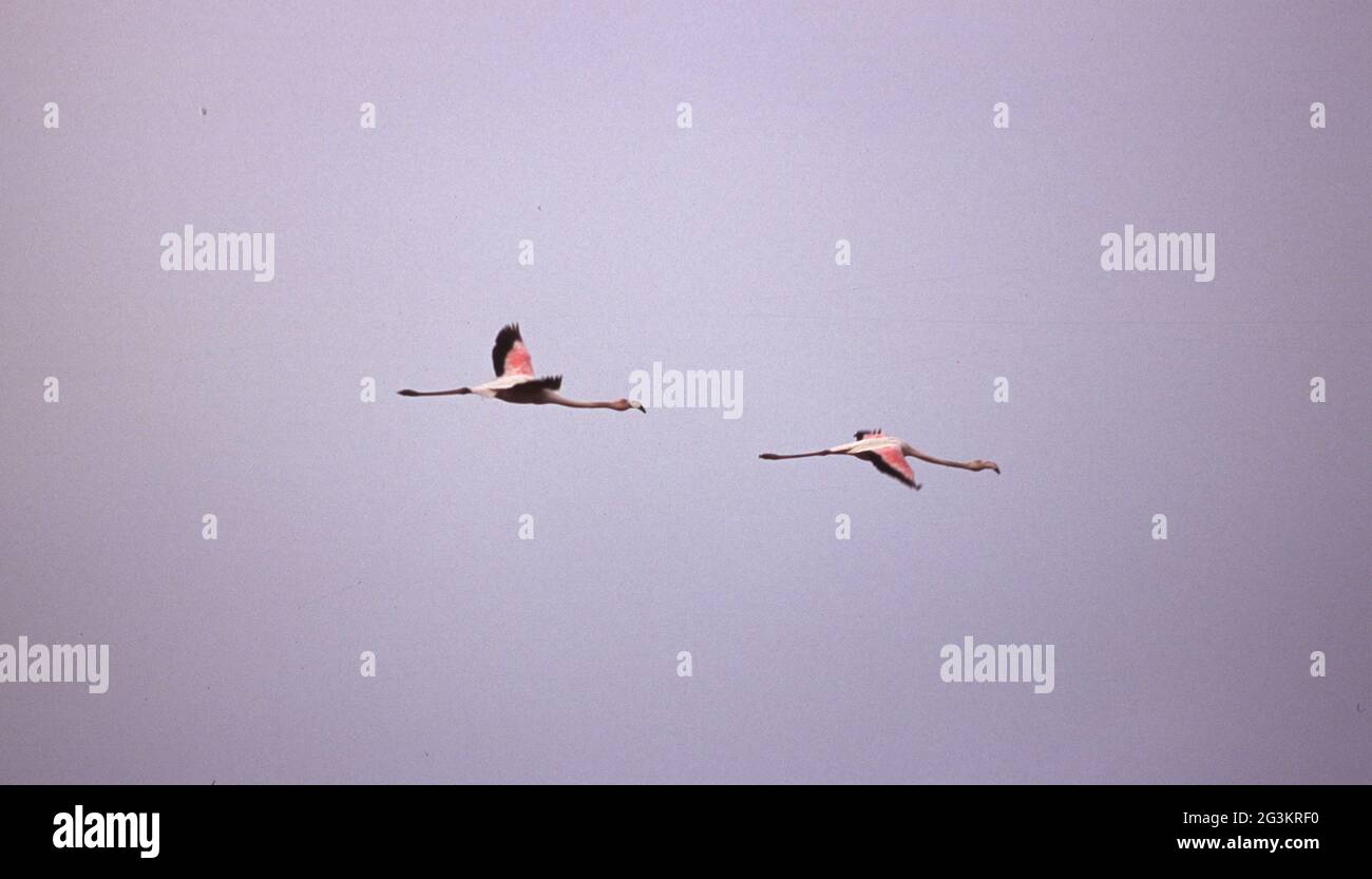 Axios delta national park hi-res stock photography and images - Alamy