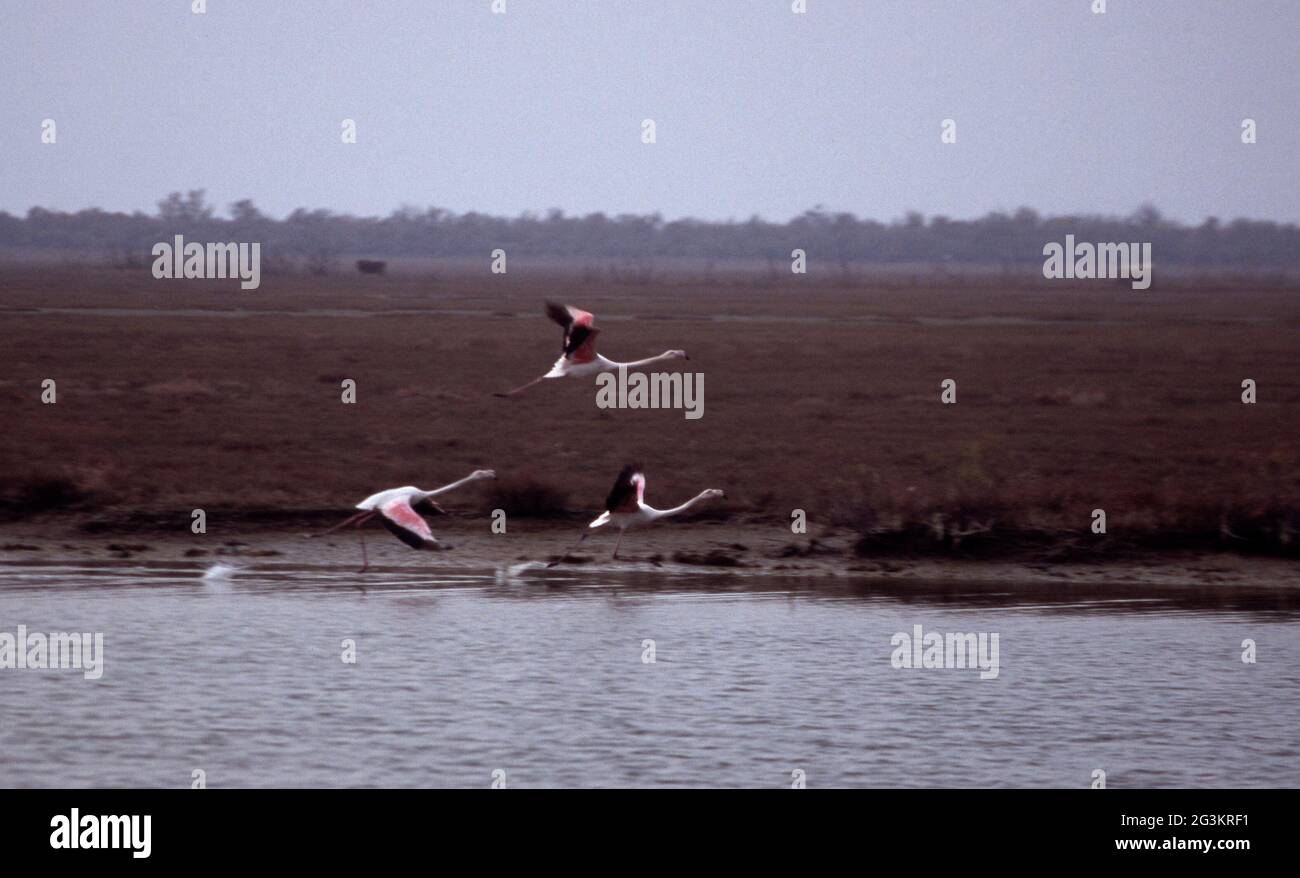 Axios delta national park hi-res stock photography and images - Alamy