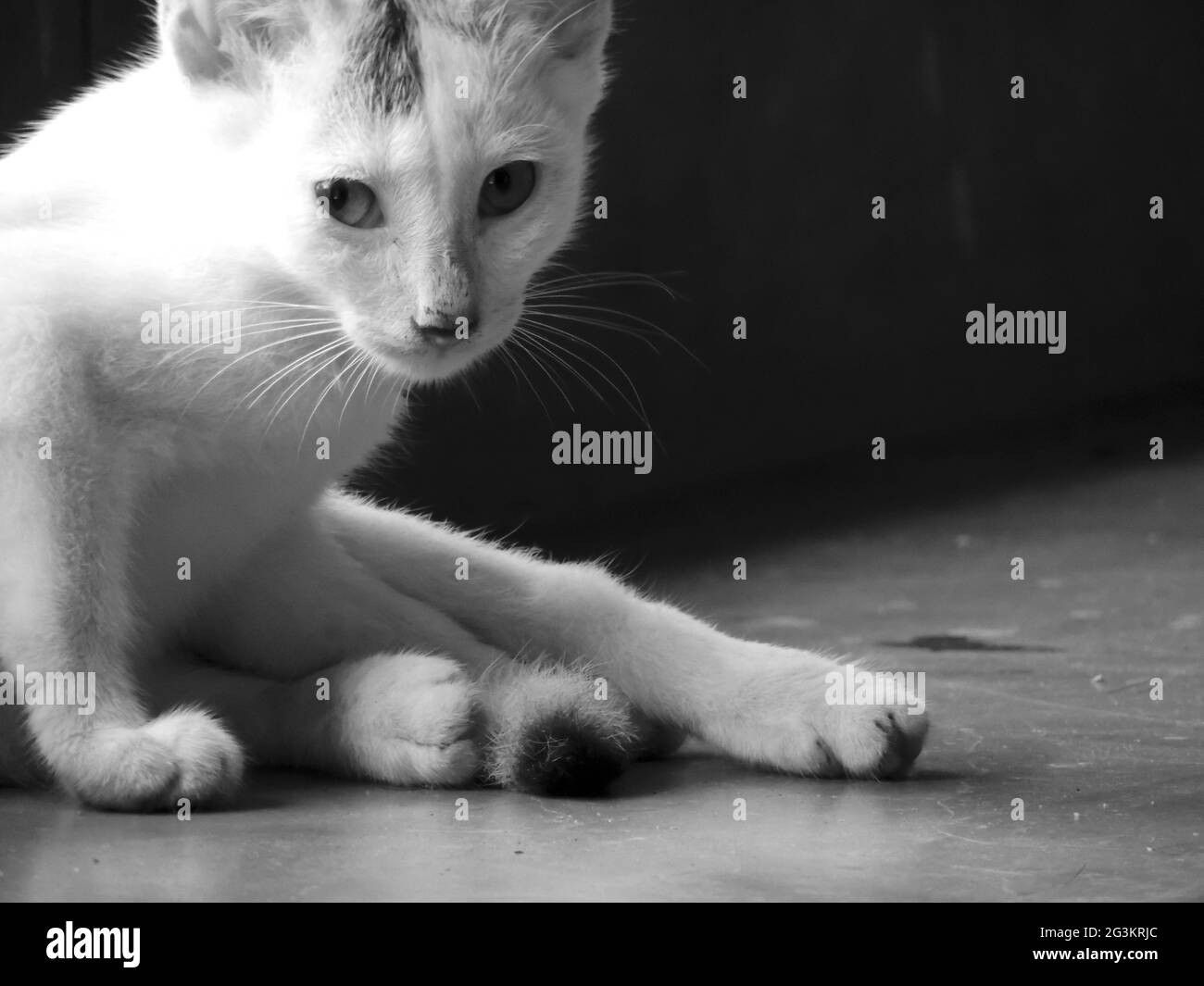 Grayscale shot of a scared white kitten looking at the camera with ...