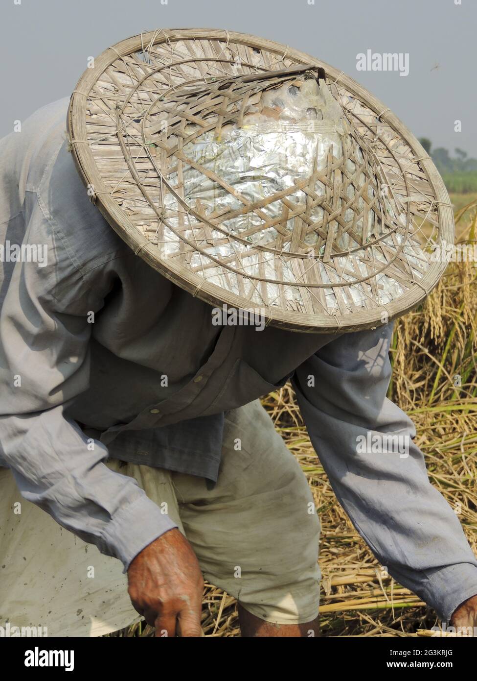 Japanese Conical Hat