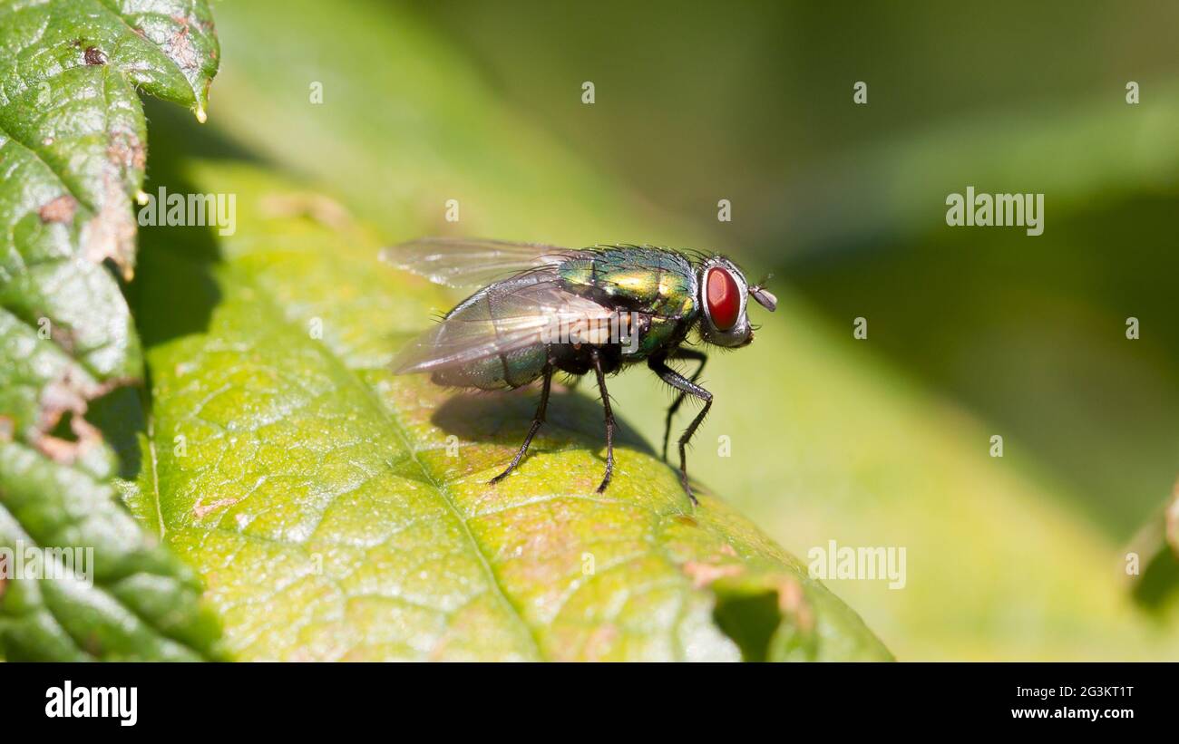 Small fly resting Stock Photo - Alamy