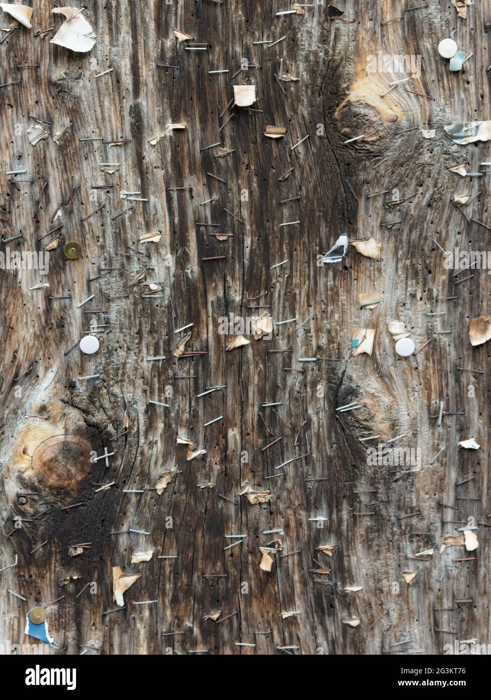 Wooden panel full of pushpins and staples Stock Photo - Alamy