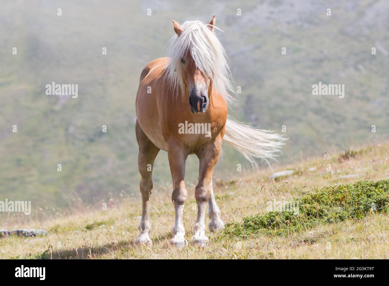 Beautiful haflinger horse in the Alps / mountains in Tirol Stock Photo ...