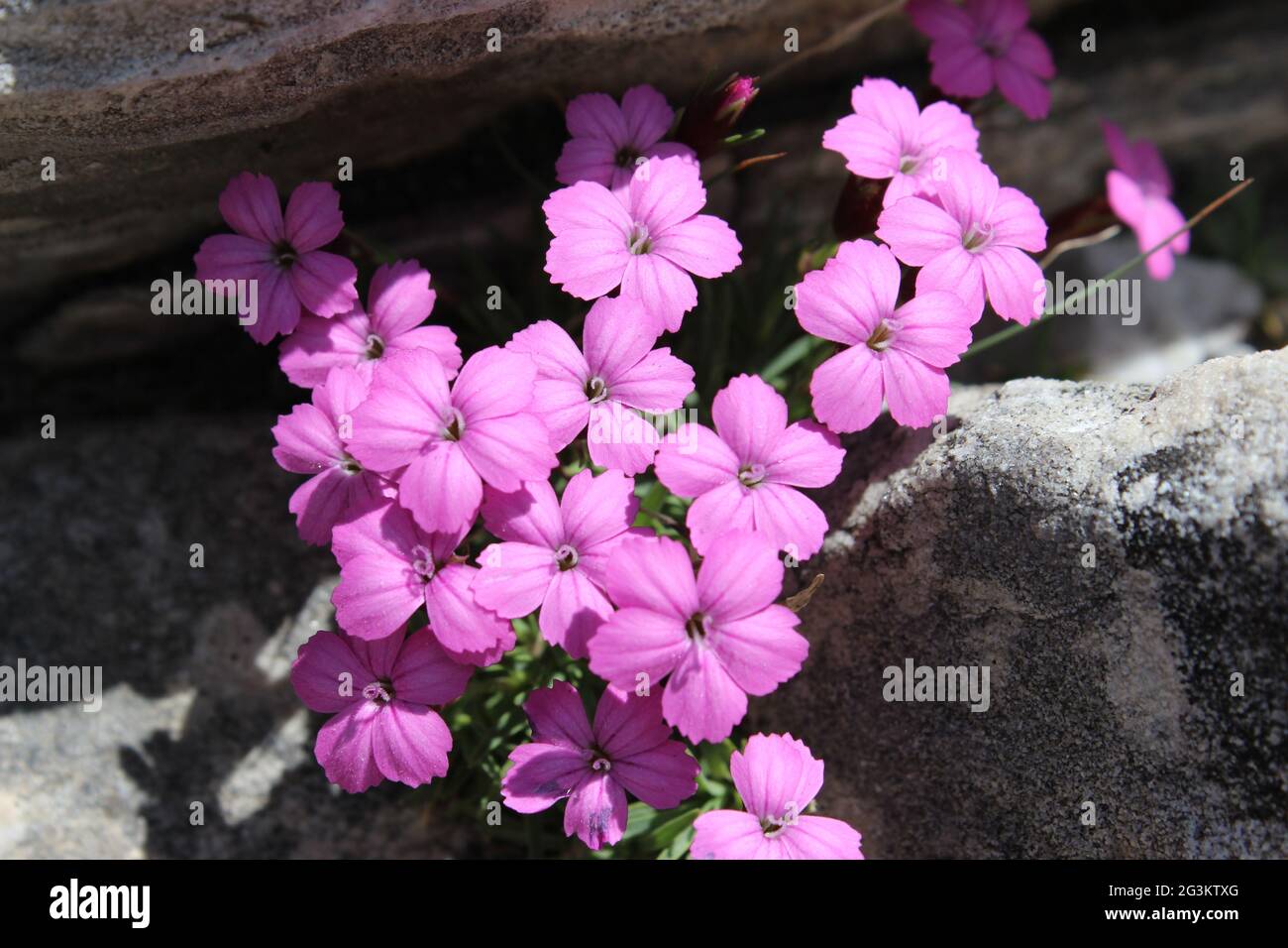 pink flower growing on a stone Stock Photo - Alamy