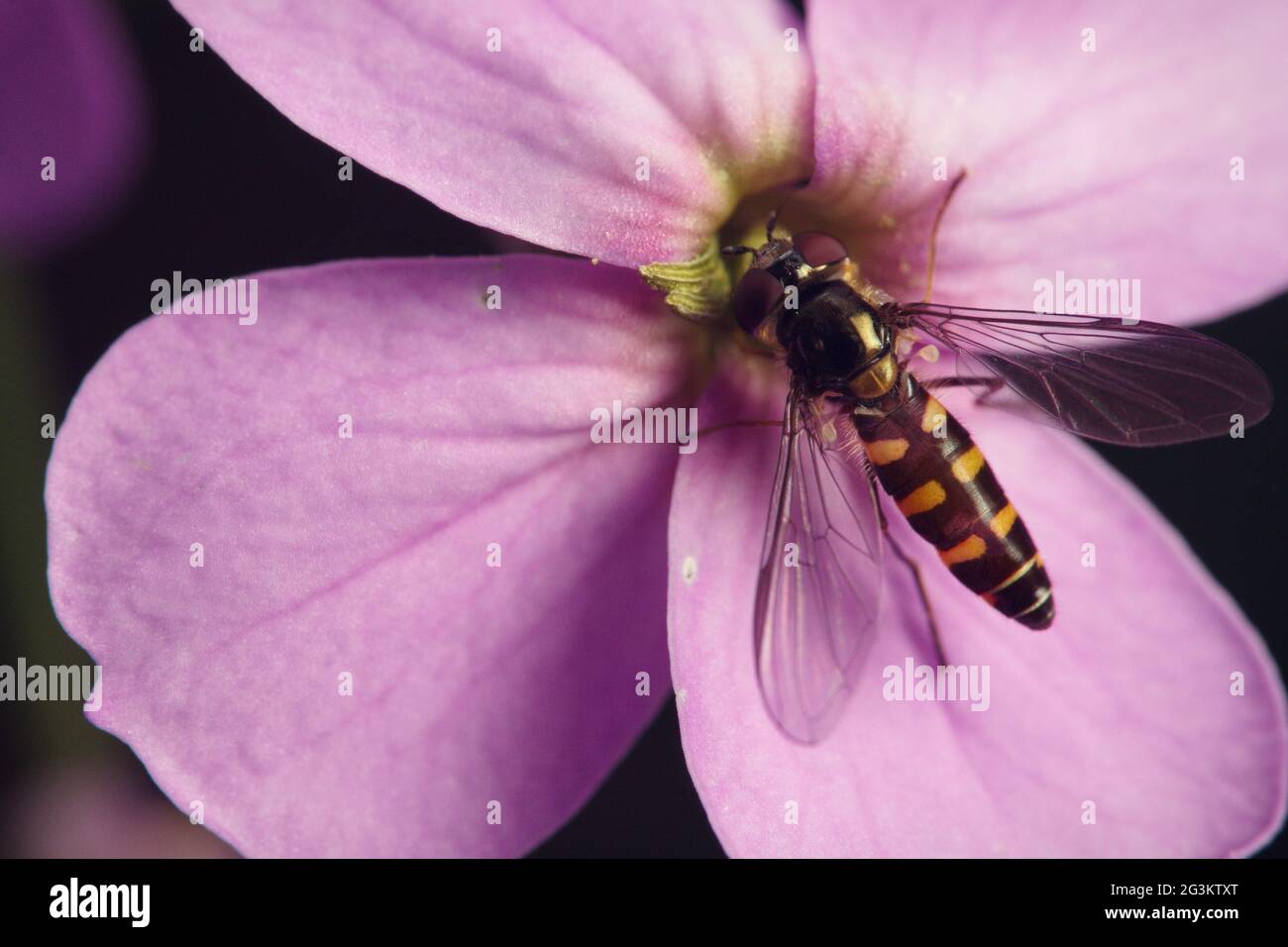 Black and yellow banded insect hi-res stock photography and images - Alamy