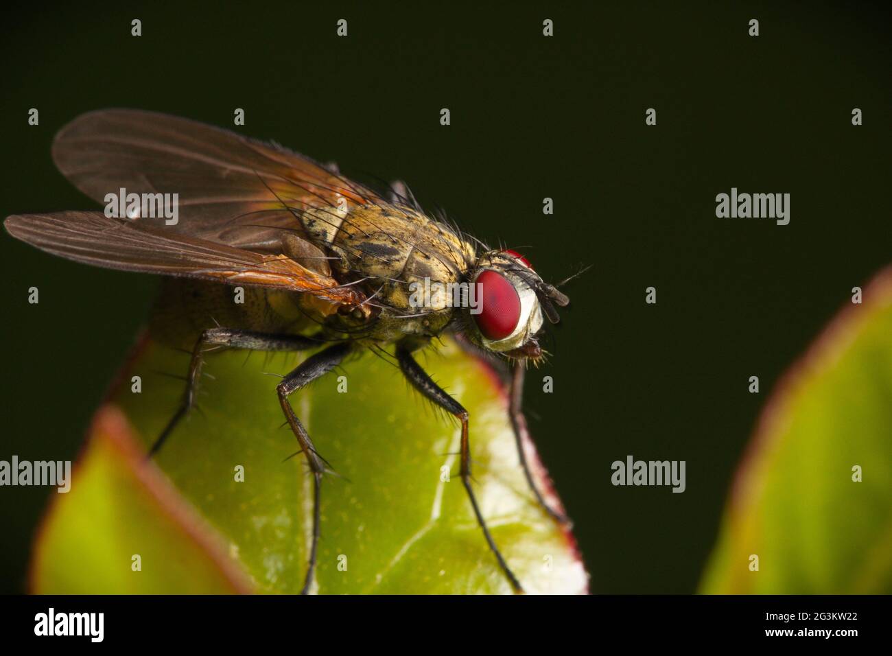 Shiny green leaves hi-res stock photography and images - Alamy