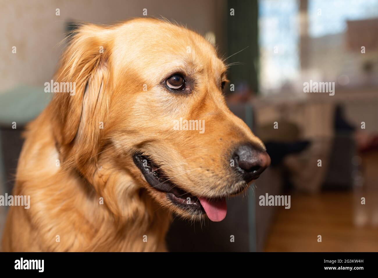 Golden Retriever Sitting Side View