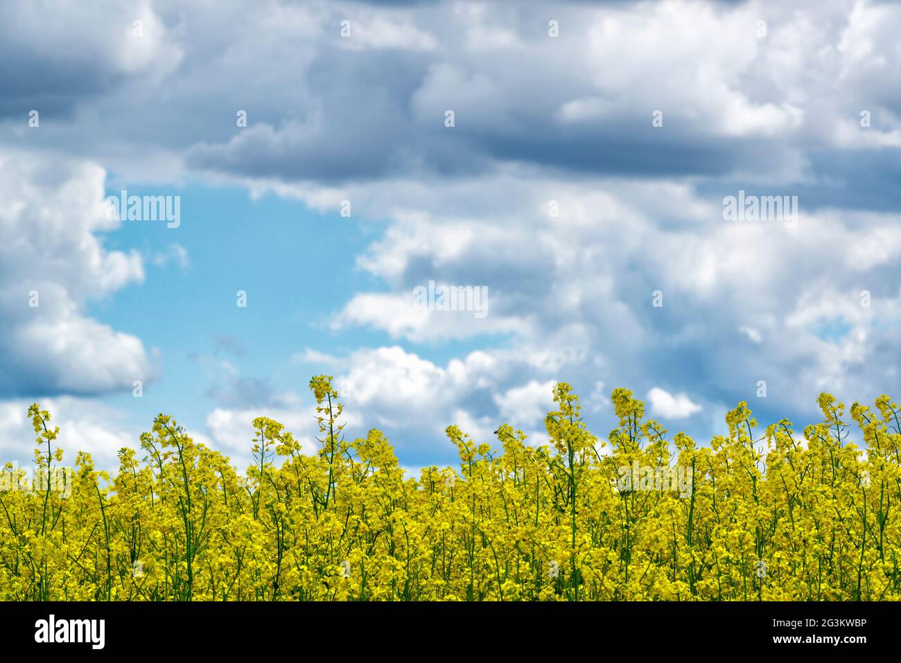Blooming canola against beautiful summer sky with clouds - an ...