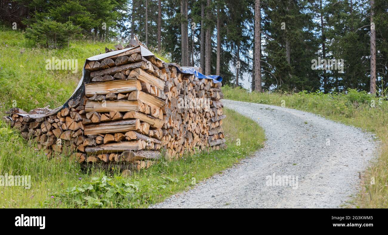 Chopped wood in a forest Stock Photo - Alamy