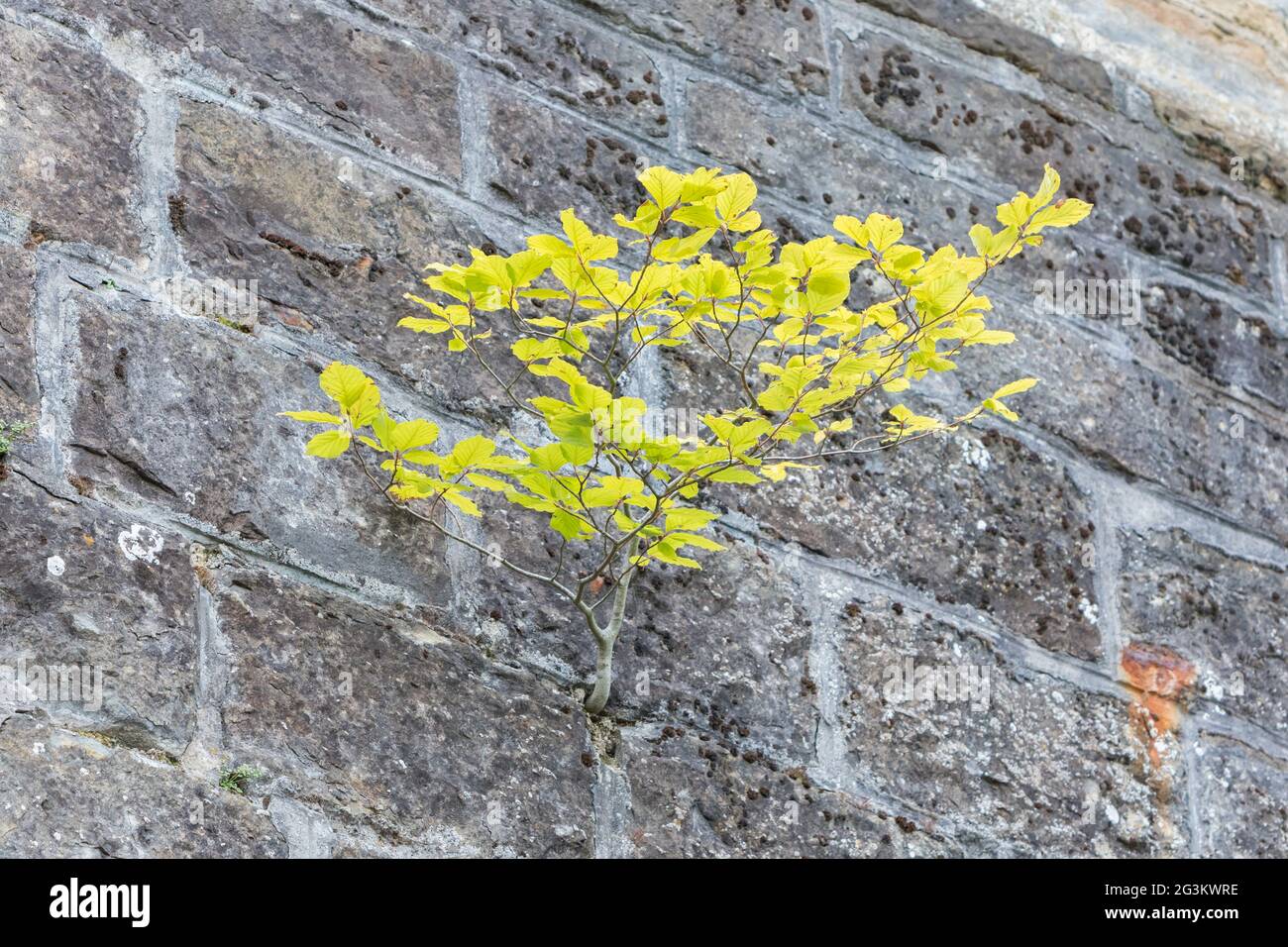 Tree growing in an old wall Stock Photo - Alamy