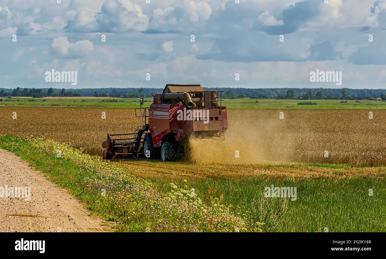 Stork of belarus hi-res stock photography and images - Alamy
