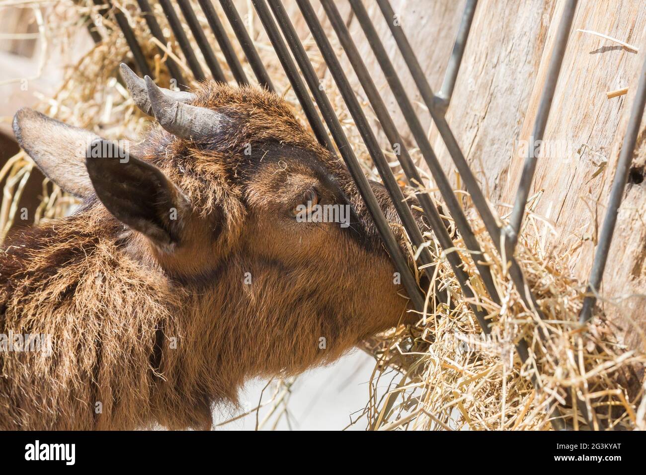 Goat eating hay Stock Photo - Alamy