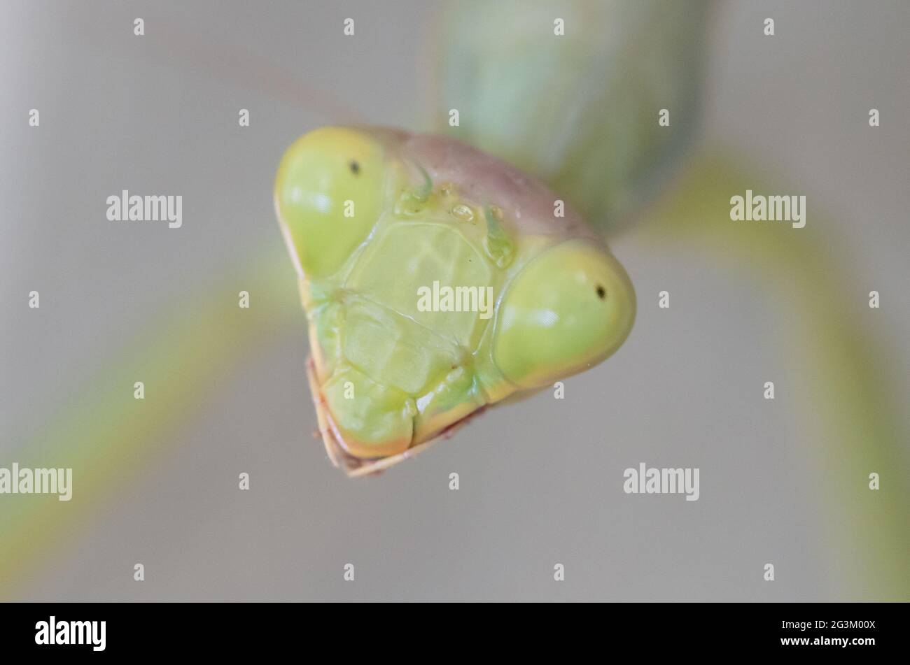 Green praying mantis on a wall (Mantis religiosa Stock Photo - Alamy