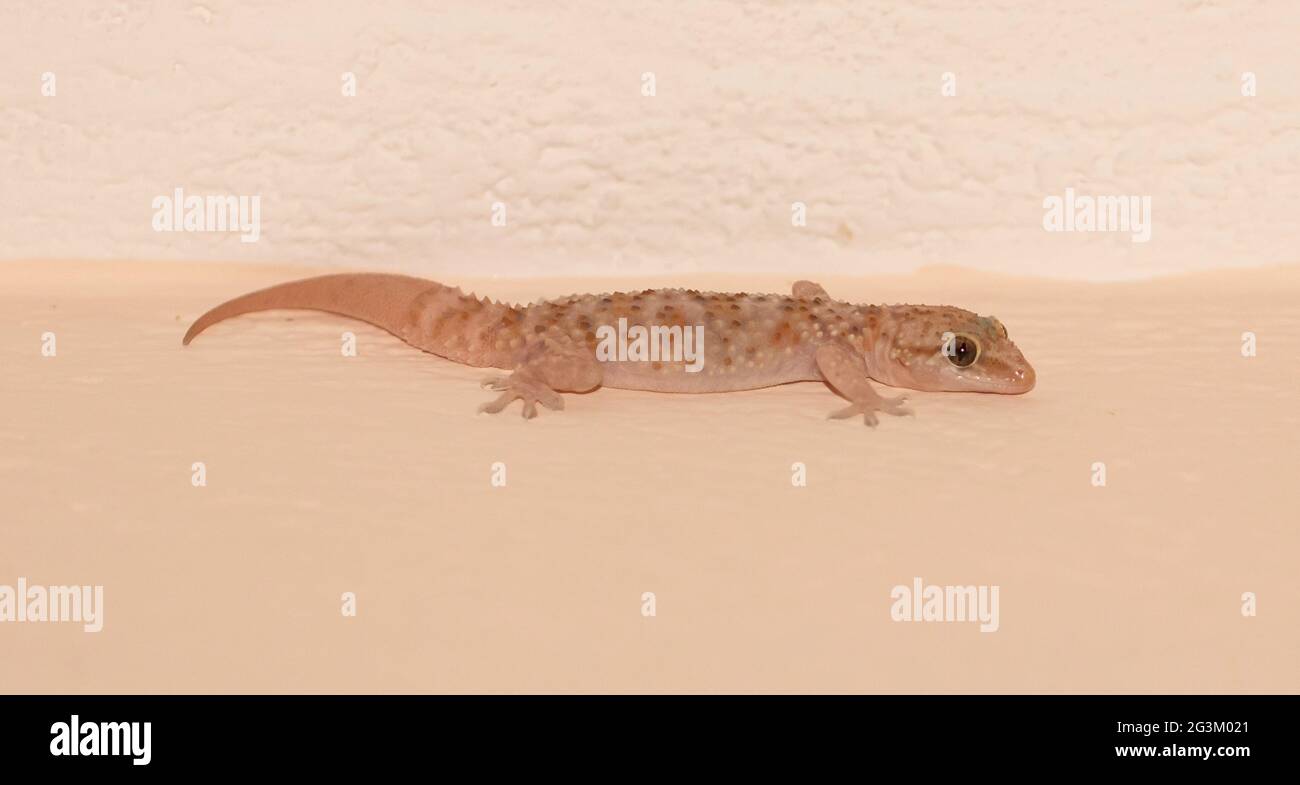 Small lizard in a house in Greece Stock Photo - Alamy