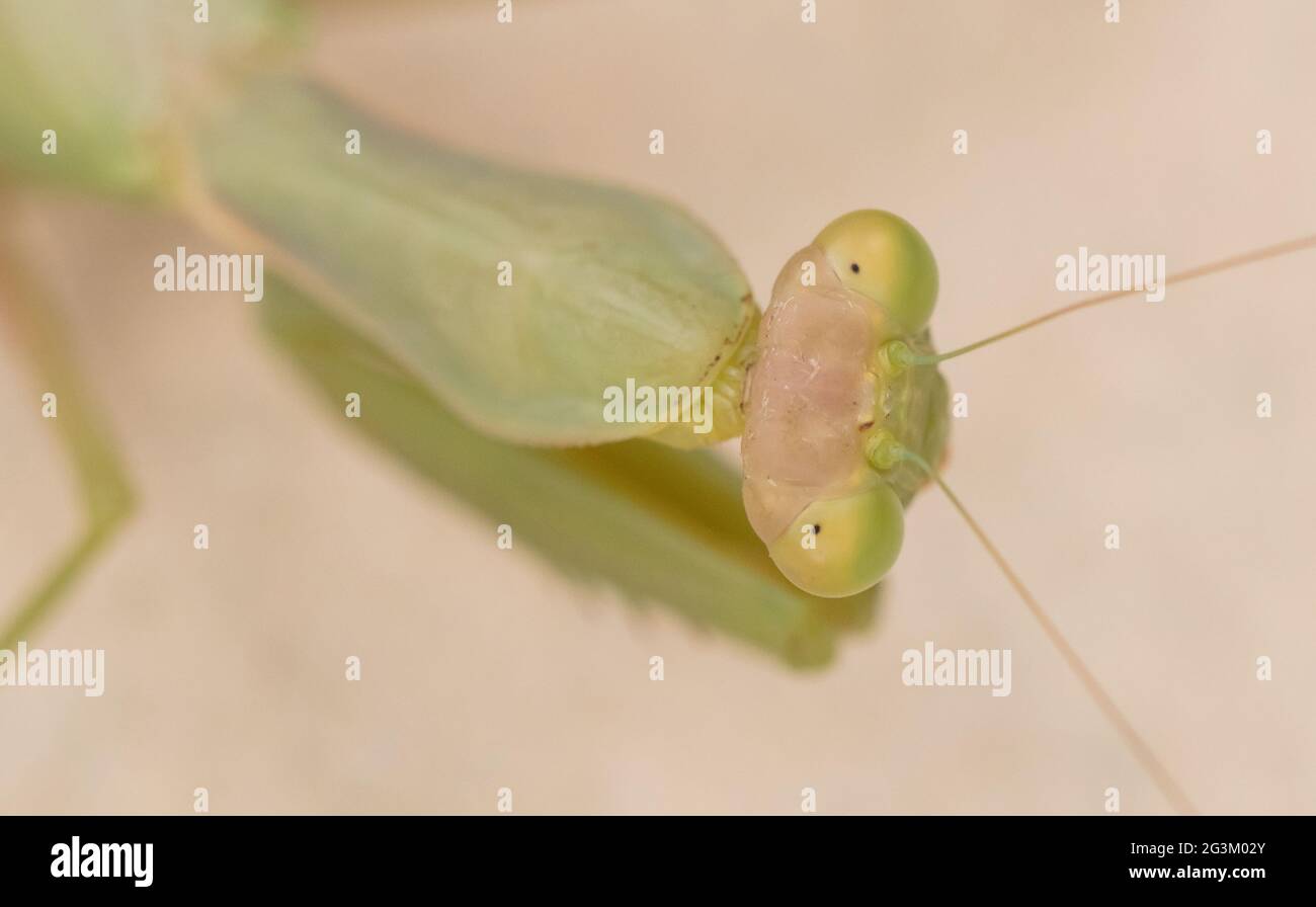 Green praying mantis on a wall (Mantis religiosa Stock Photo - Alamy