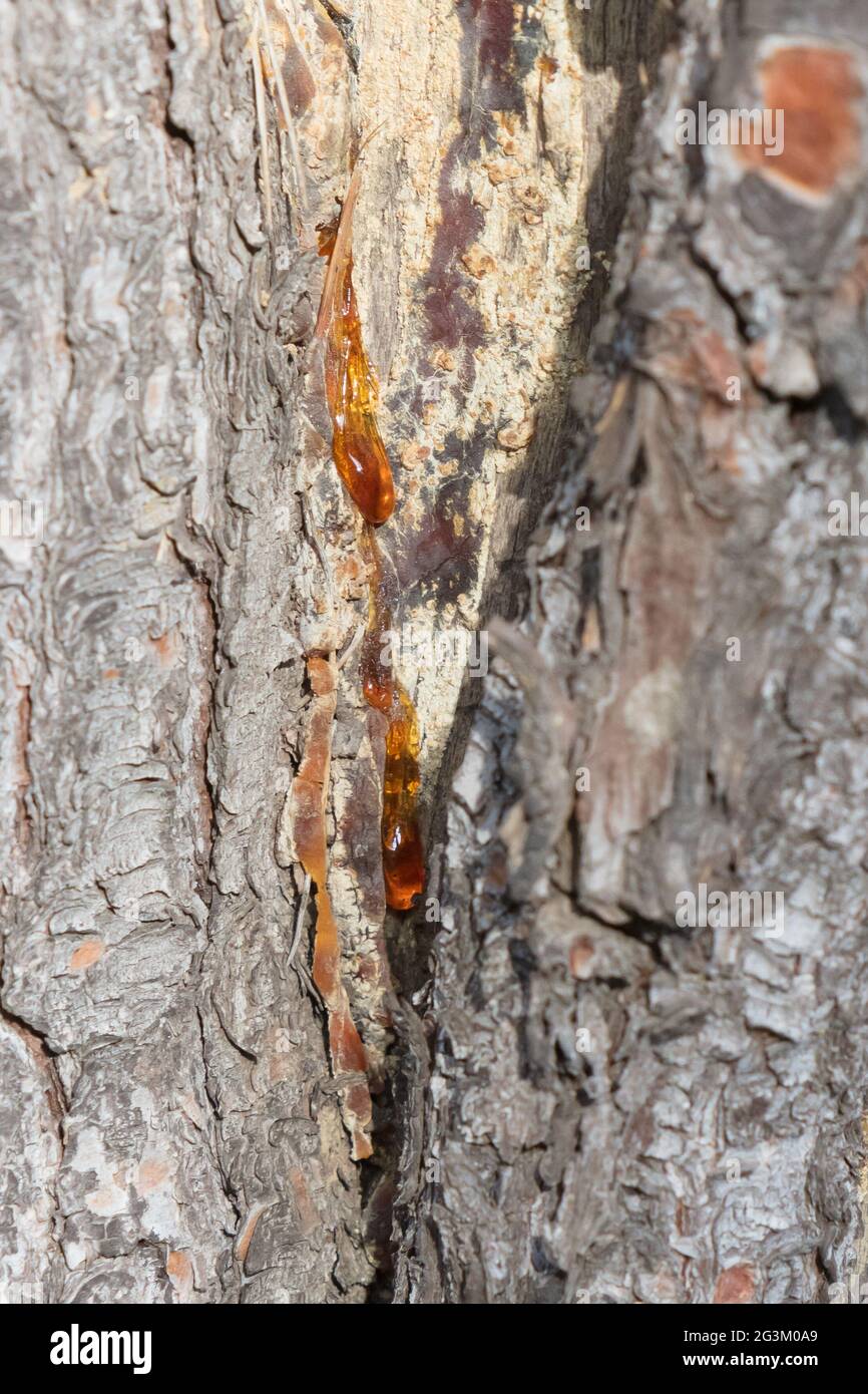 Resin on tree trunk Stock Photo - Alamy