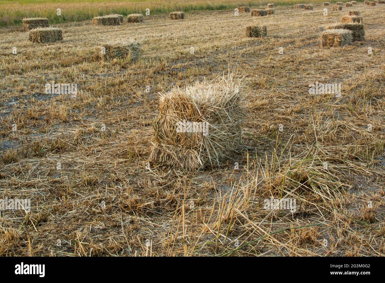Livestock background hi-res stock photography and images - Alamy