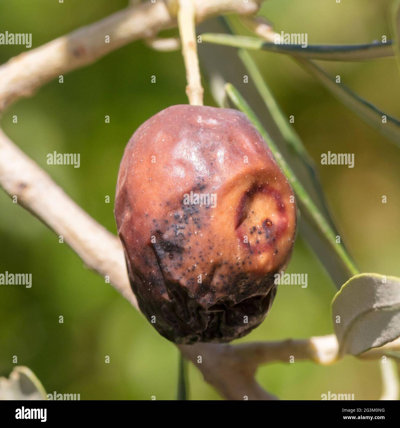 Olive gone bad in a tree Stock Photo - Alamy