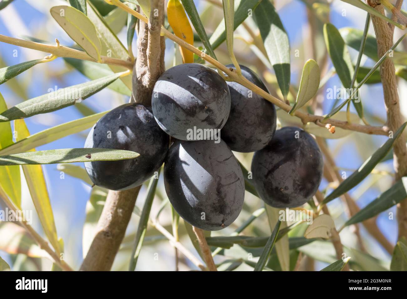 Black olives in a tree Stock Photo - Alamy