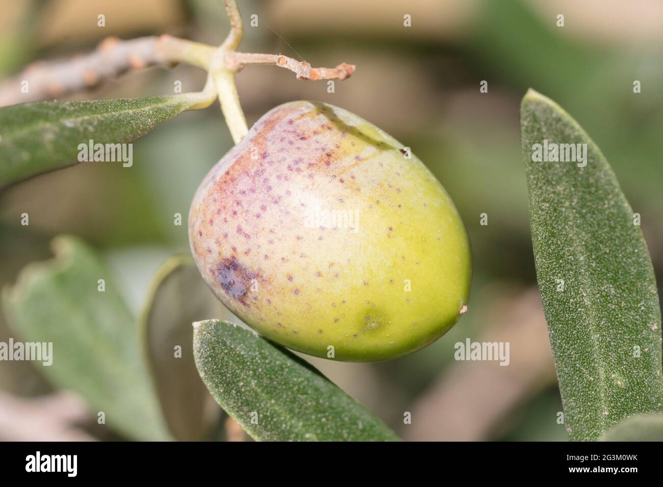 Olive in a tree Stock Photo - Alamy